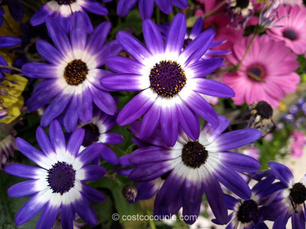 3 pack Bedding Plants 3 pack Bedding Plants